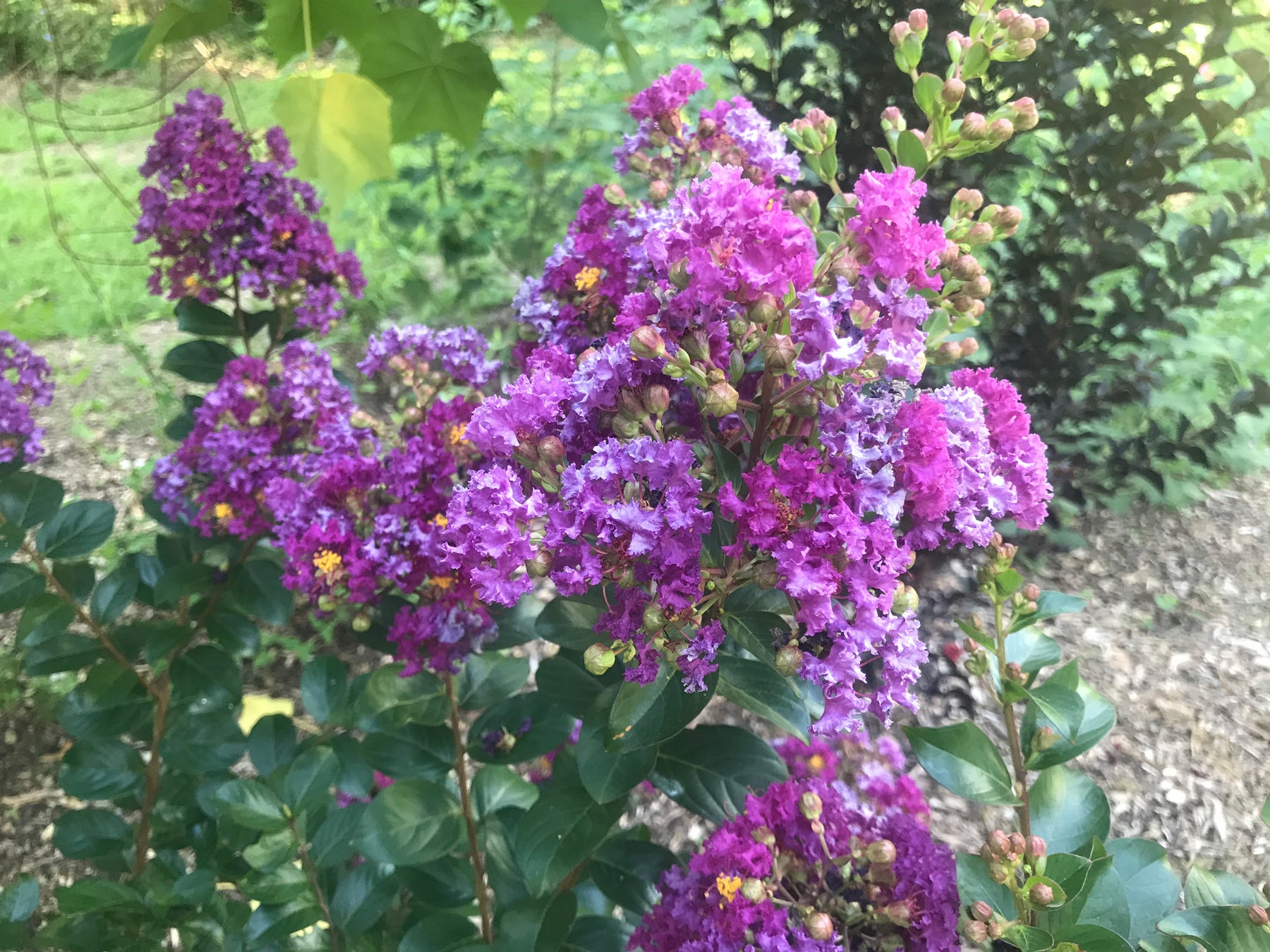 Lagerstroemia indica 'Purpurea' | Dwarf Purple Velvet Crape Myrtle | 1