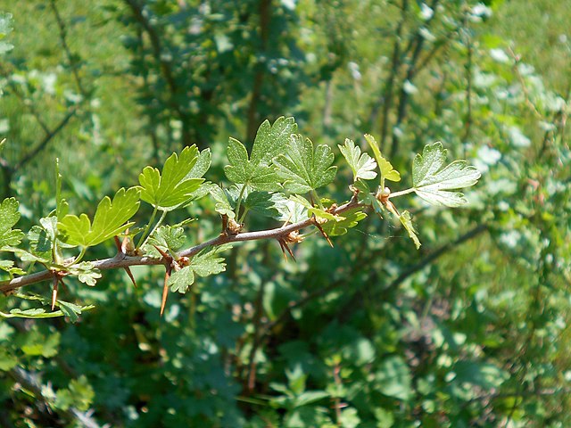Ribes leptanthum | Slender-Stem Gooseberry | 10 Seeds