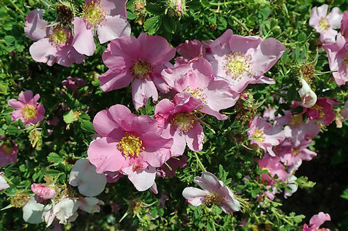 Rosa stellata ssp. mirifica | Mirific Rose | 5 Seeds