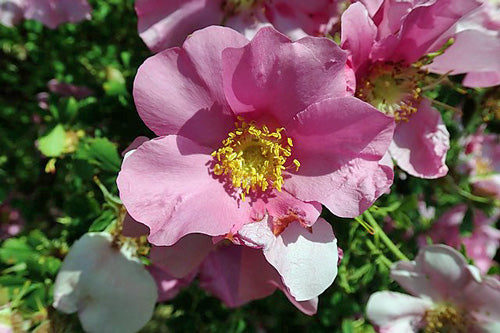 Rosa stellata ssp. mirifica | Mirific Rose | 5 Seeds