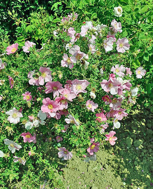 Rosa stellata ssp. mirifica | Mirific Rose | 5 Seeds