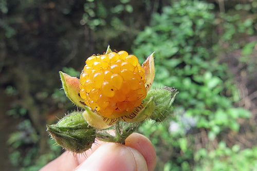 Rubus ellipticus | Yellow Himalayan Raspberry | 20 Seeds