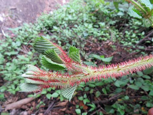 Rubus ellipticus | Yellow Himalayan Raspberry | 20 Seeds