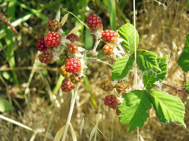 Rubus ursinus | California Blackberry | 20 Seeds