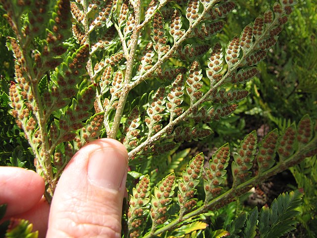 Rumohra adiantiformis | Leatherleaf Fern | 100 Spores