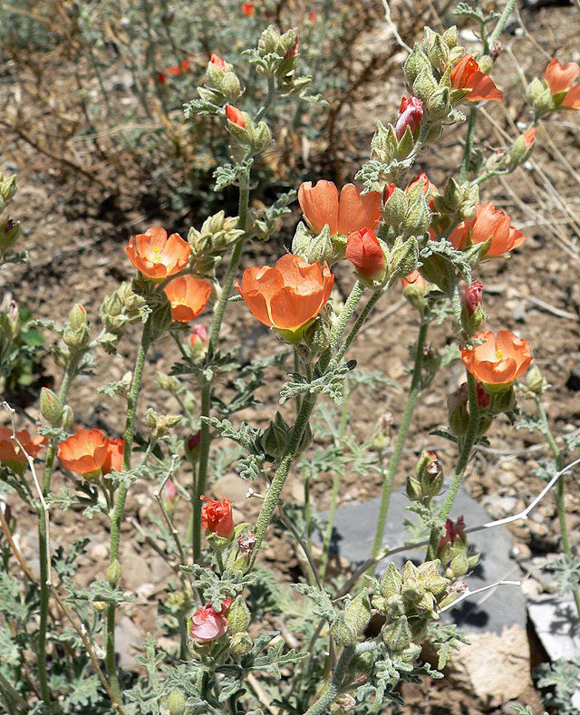 Sphaeralcea grossulariifolia | Gooseberryleaf Globemallow | 10 Seeds