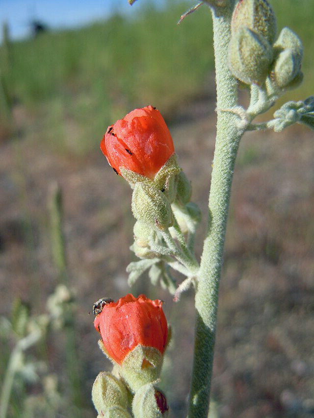 Sphaeralcea grossulariifolia | Gooseberryleaf Globemallow | 10 Seeds