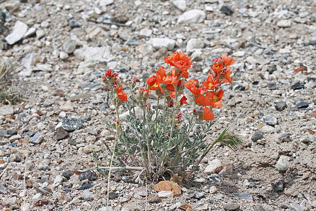 Sphaeralcea grossulariifolia | Gooseberryleaf Globemallow | 10 Seeds