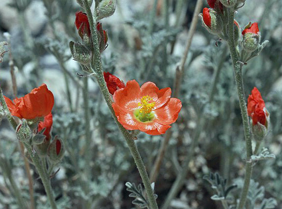 Sphaeralcea grossulariifolia | Gooseberryleaf Globemallow | 10 Seeds