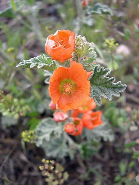 Sphaeralcea munroana | Munro's Globemallow | 20 Seeds