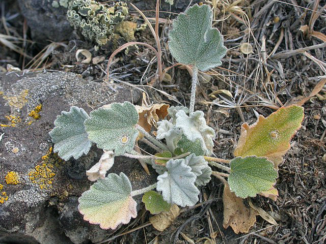 Sphaeralcea munroana | Munro's Globemallow | 20 Seeds