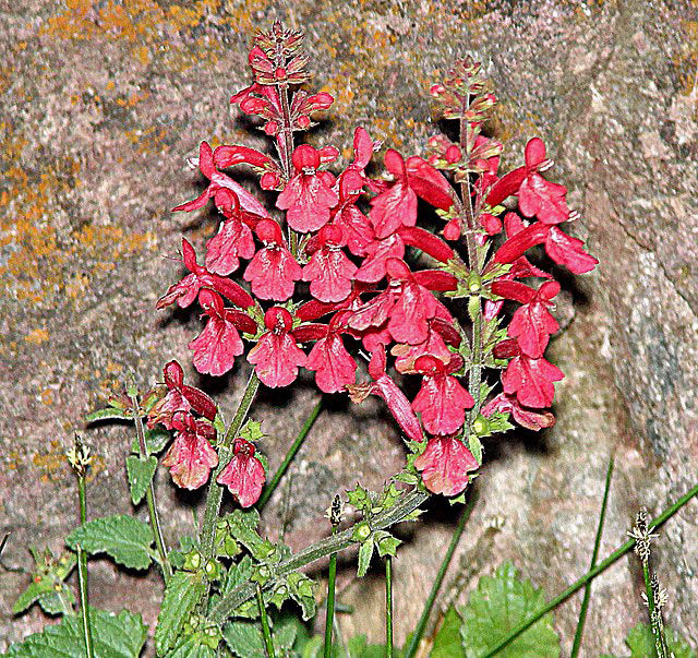 Stachys coccinea | Scarlet Hedgenettle | 5 Seeds