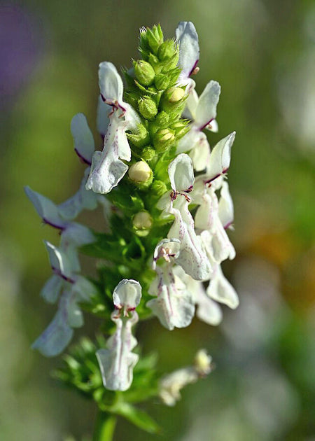 Stachys recta | Stiff Hedgenettle | 10 Seeds