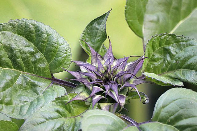 Helianthus annus | SunFill Purple | 10 Seeds