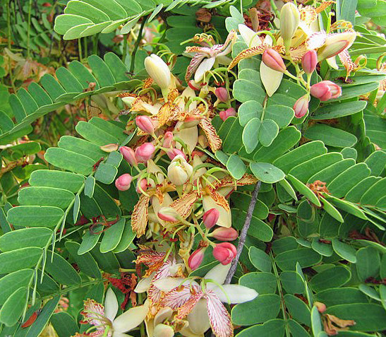 Tamarindus indica | Tamarind | 5 Seeds