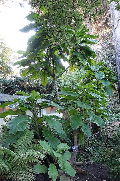 Telanthophora grandifolia | Giant Groundsel | 50 Seeds
