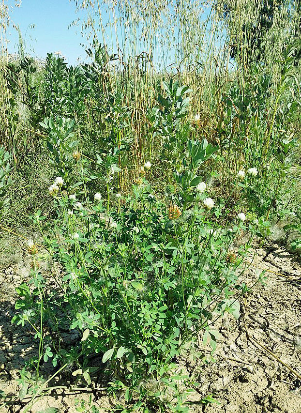 Trifolium alexandrinum | Egyptian Clover | 100 Seeds