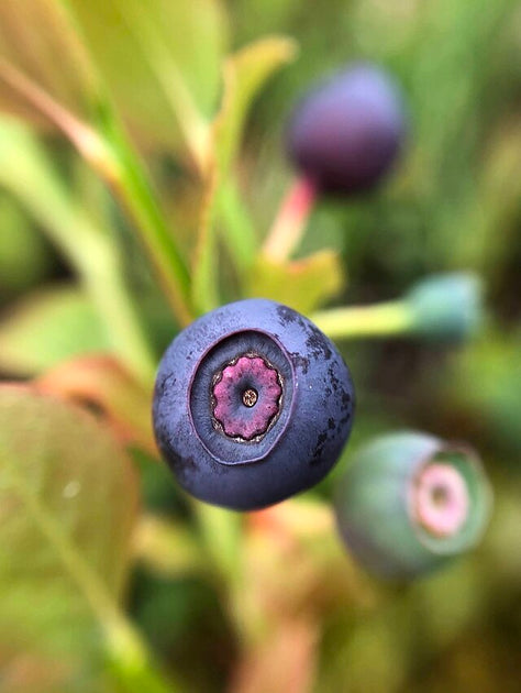 Vaccinium myrtillus | Bilberry | 10 Seeds