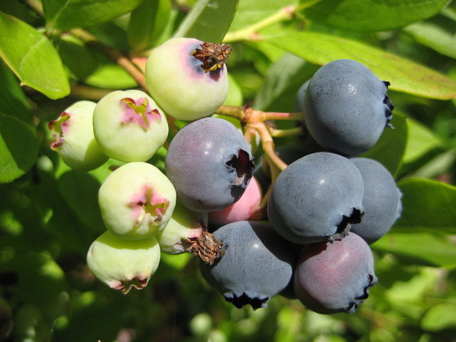 Vaccinium myrtillus | Bilberry | 10 Seeds