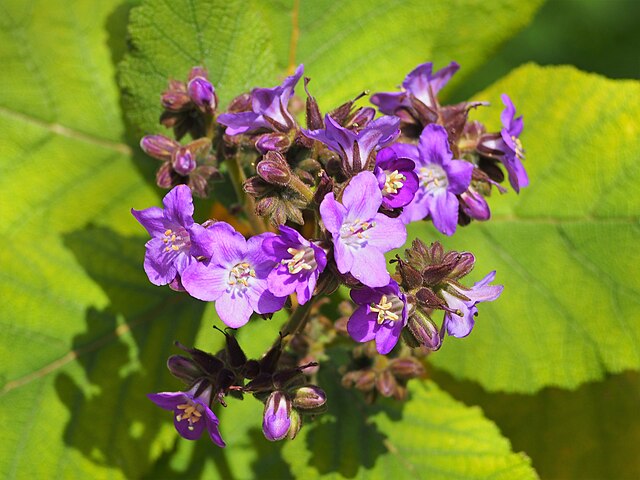 Wigandia urens | Chichicastle Manso | 100 Seeds