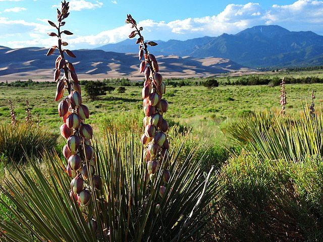 Yucca angustissima | Narrowleaf Yucca | 10 Seeds