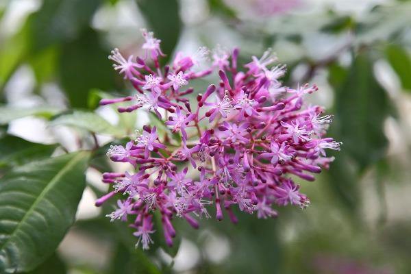 Fuchsia arborescens | Tree Fuchsia | 20 Seeds