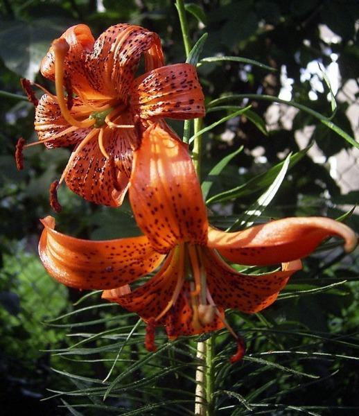 Lilium davidii | David's Lily | 5 Seeds