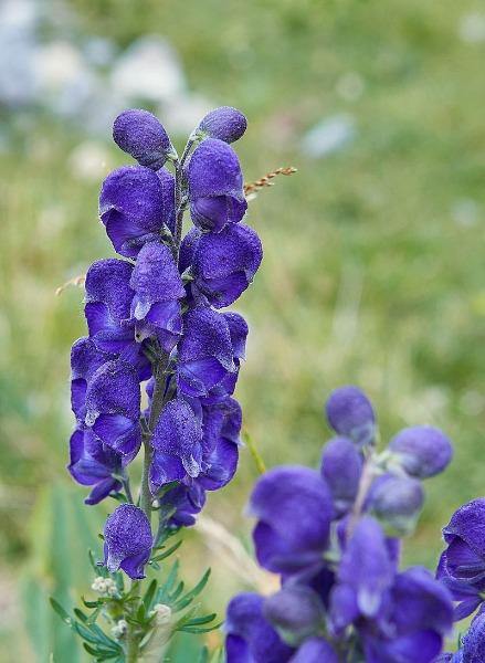 Aconitum napellus | Monkshood | 10 Seeds