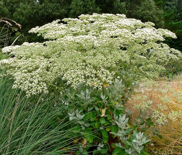 Eriogonum giganteum | St. Catherine's Lace | Giant Buckwheat | 100 See