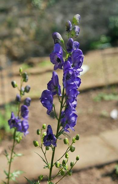 Aconitum napellus | Monkshood | 10 Seeds