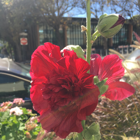Alcea rosea | Chater's Double Red | 10 Seeds