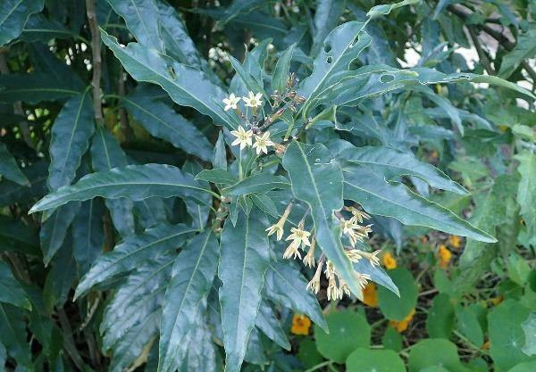 Cestrum parqui | Green Cestrum | Palqui | 10 Seeds