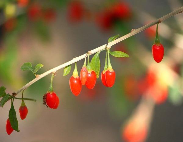 Lycium chinense | Chinese Goji Berry | 20 Seeds