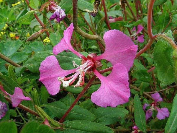 Clarkia concinna | Red or Pink Ribbons | 10 Seeds
