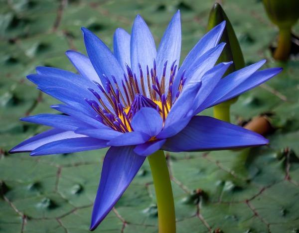Nymphaea caerulea | Sacred Water Lily | 10 Seeds