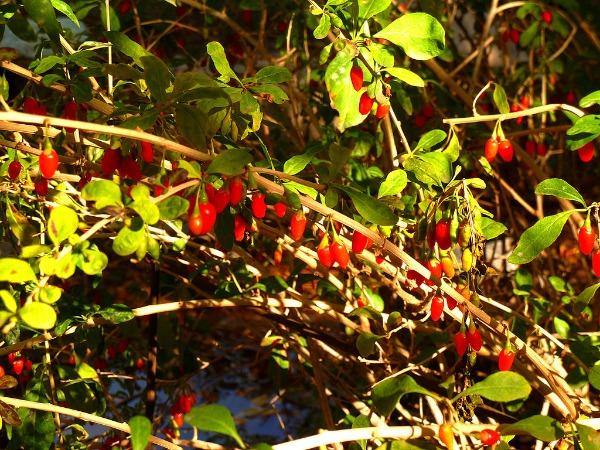 Lycium chinense | Chinese Goji Berry | 20 Seeds