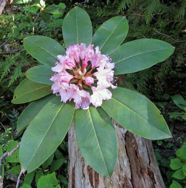 Rhododendron macrophyllum | Coast Rhododendron | 25 Seeds