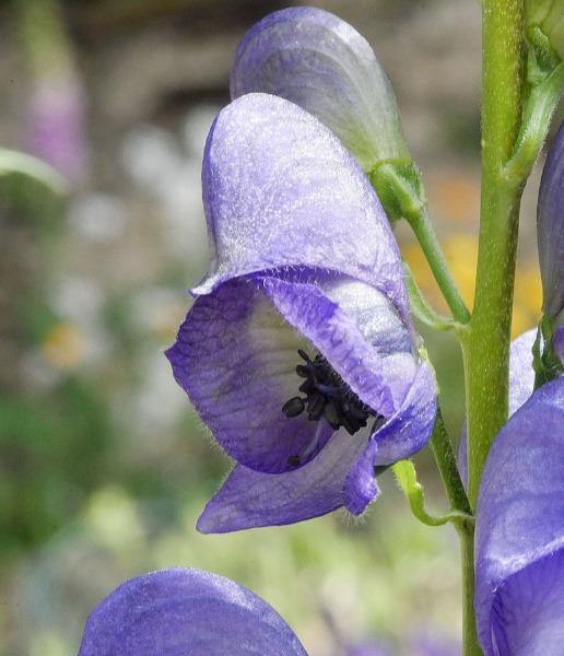 Aconitum napellus | Monkshood | 10 Seeds
