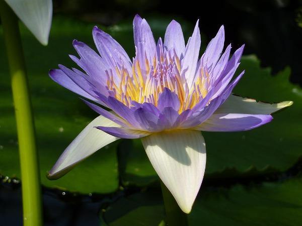 Nymphaea caerulea | Sacred Water Lily | 10 Seeds