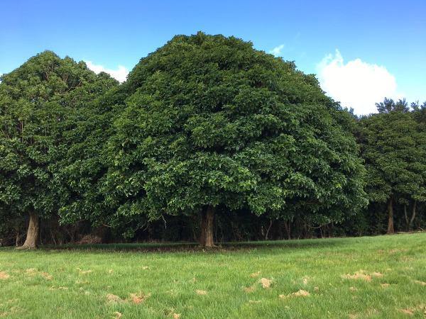 Vitex lucens Puriri | Puriri Tree | 10 Seeds