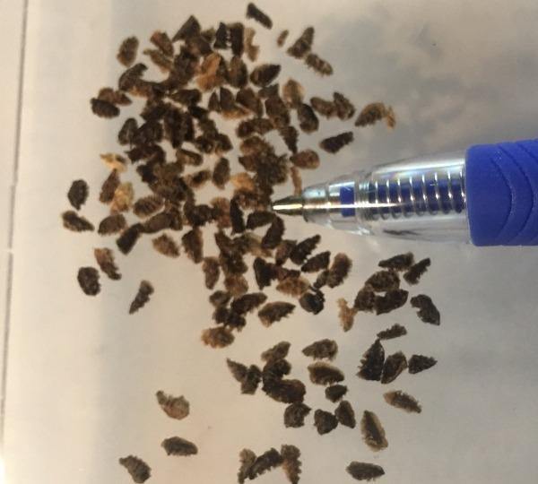 Aconitum napellus | Monkshood | 10 Seeds