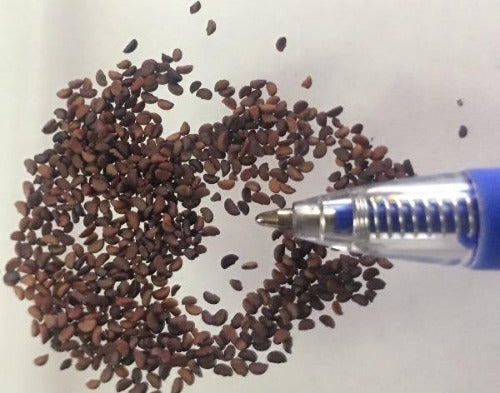 Empetrum nigrum | Black Crowberry | 30 Seeds