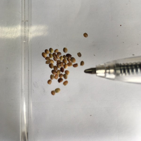 Trifolium willdenovii | Tomcat Clover | 5 Seeds