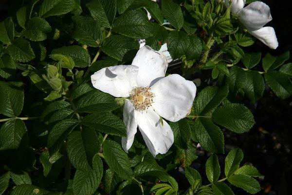 Rosa rugosa var. alba | Rugosa Rose | 25 Seeds