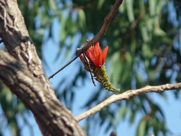 Acrocarpus fraxinifolius | Pink Cedar | Indian Ash | 10 Seeds