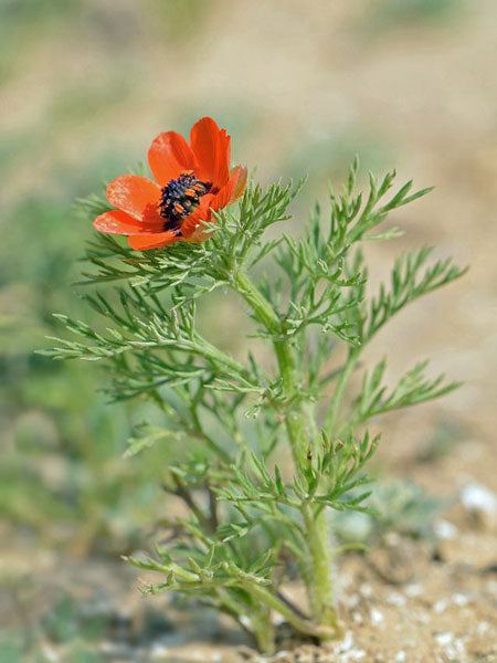 Adonis aestivalis | Pheasant's Eye | Summer Adonis | 10 Seeds