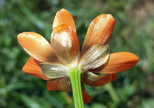 Adonis aestivalis | Pheasant's Eye | Summer Adonis | 10 Seeds
