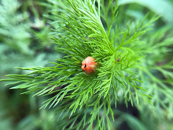 Adonis aestivalis | Pheasant's Eye | Summer Adonis | 10 Seeds