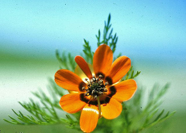 Adonis aestivalis | Pheasant's Eye | Summer Adonis | 10 Seeds