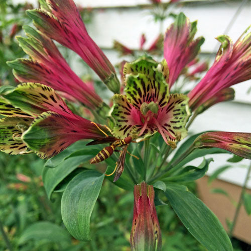 Alstroemeria psittacina | Parrot Flower | Lily of the Incas | 10 Seeds